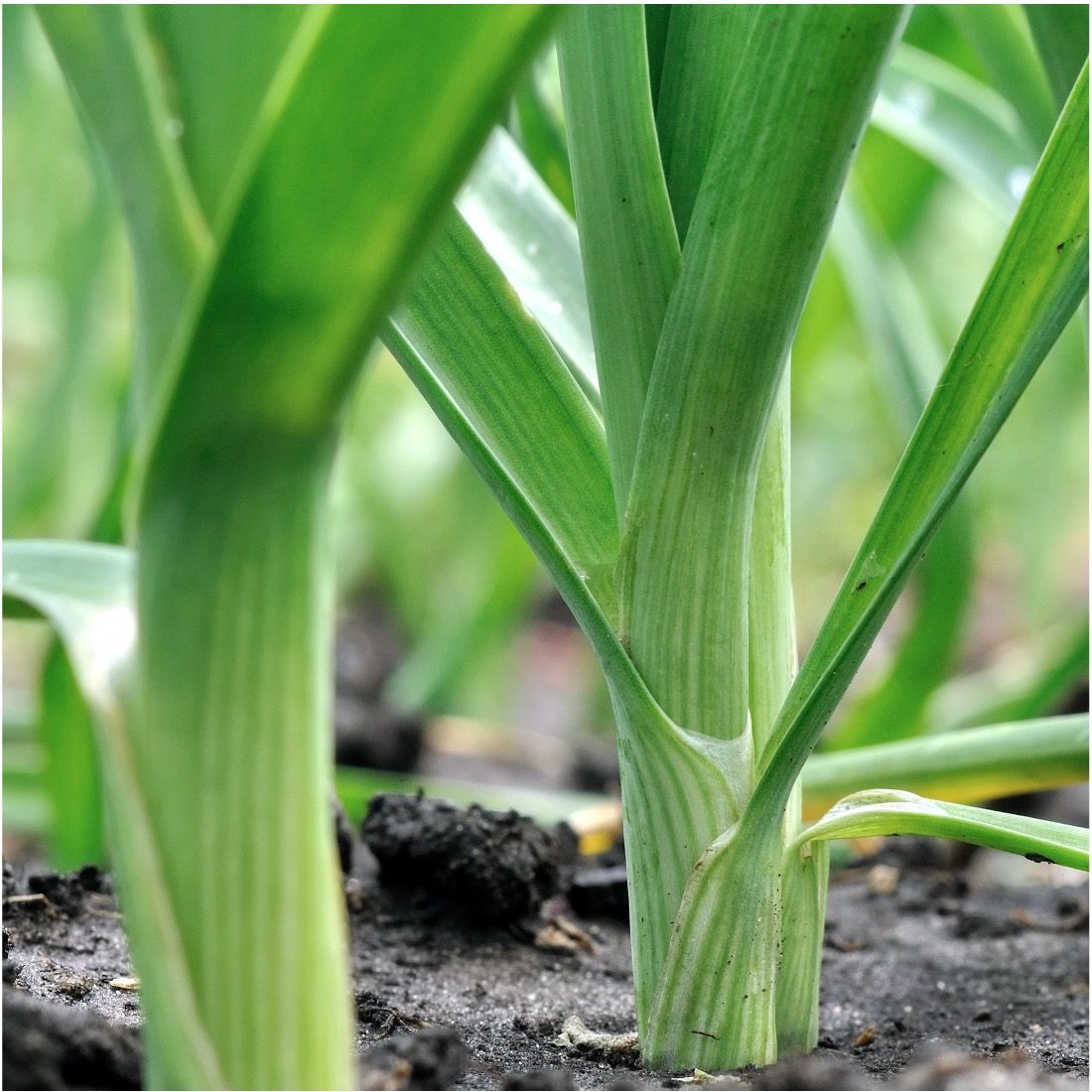 Netafim Netherlands | Netafim