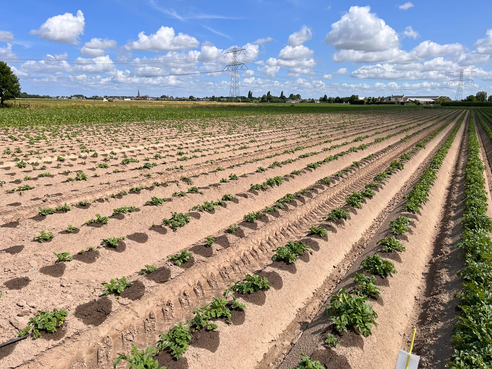 Waarom Jean Gommeren koos voor SDI-E | Melkveehouder aan het woord | Netafim