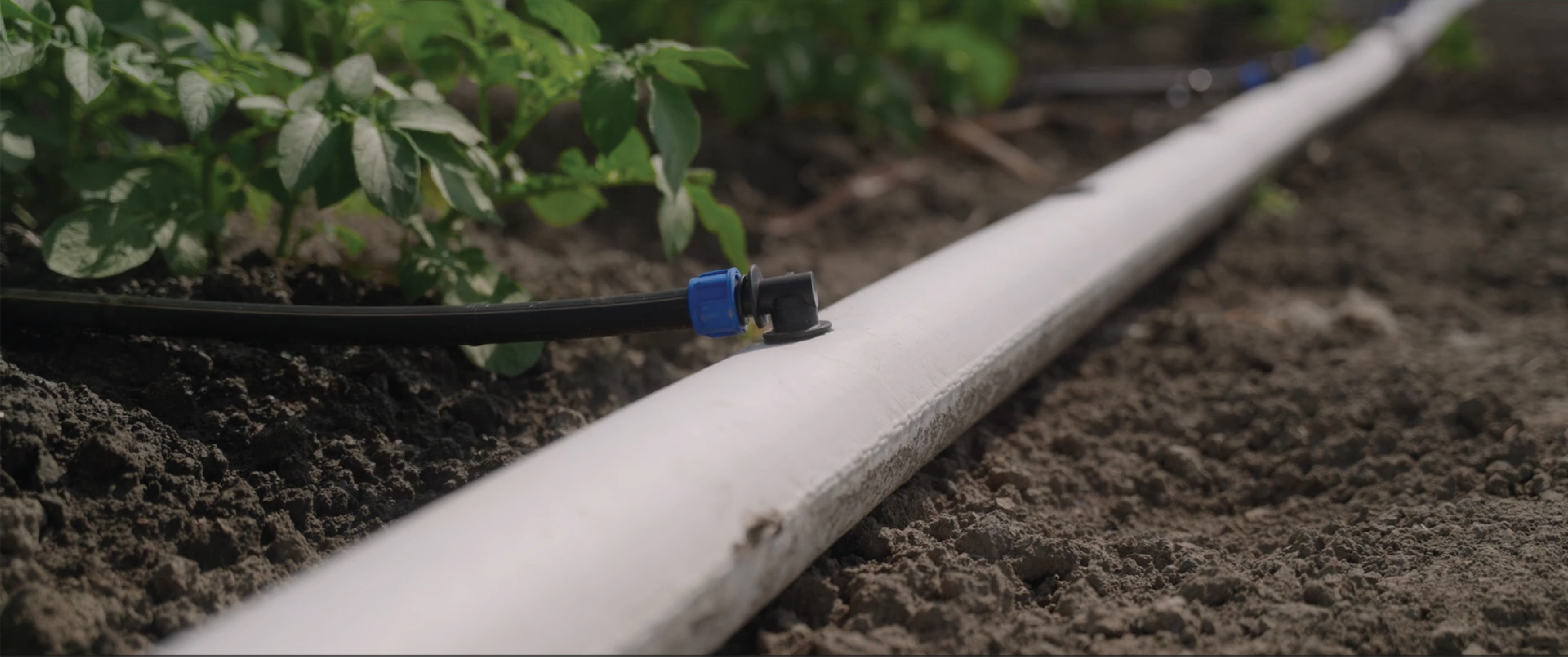 FlexNet MP-PP – Efficiënte Verdeelleiding voor Irrigatie | Netafim Nederland | Netafim